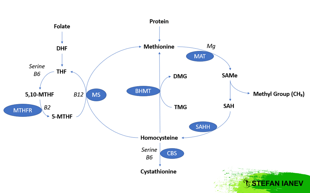 Neurotransmitters Betekenis